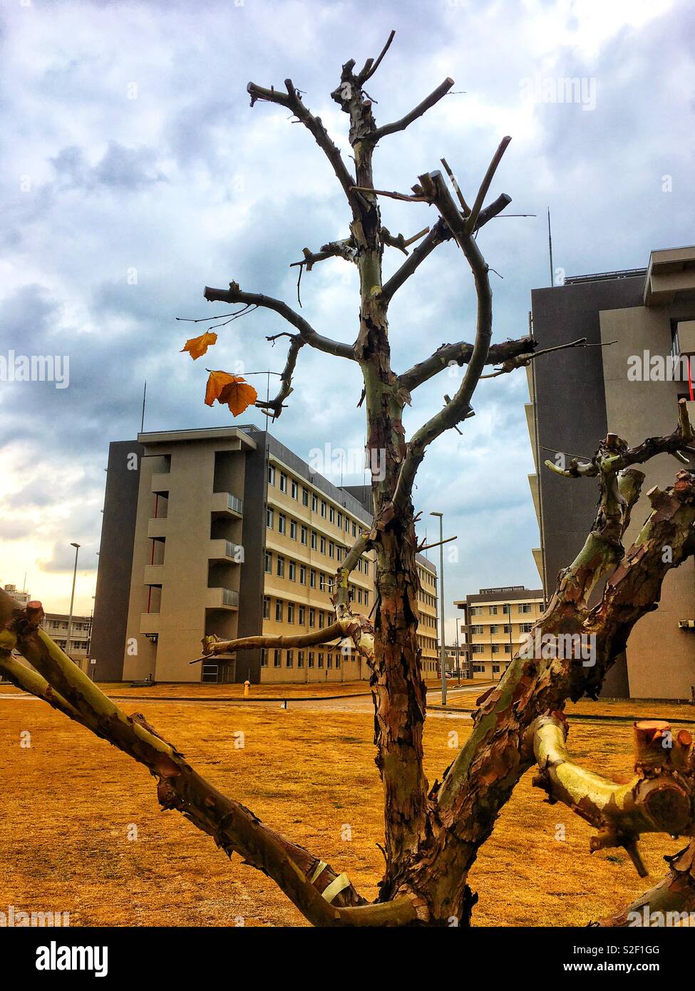 Tree with its final leaves hanging on during winter Stock Photo - Alamy