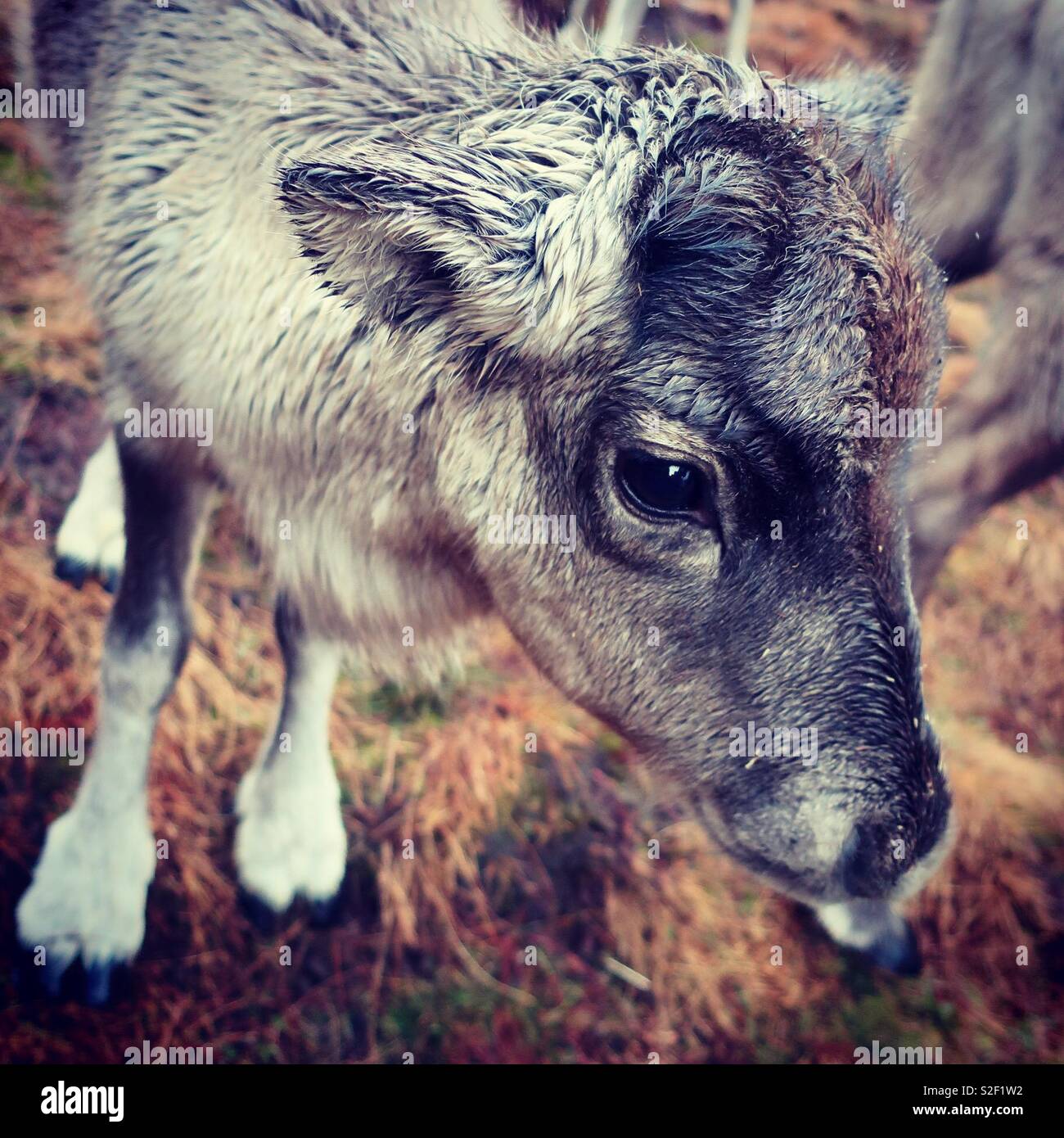 Baby reindeer hi-res stock photography and images - Alamy