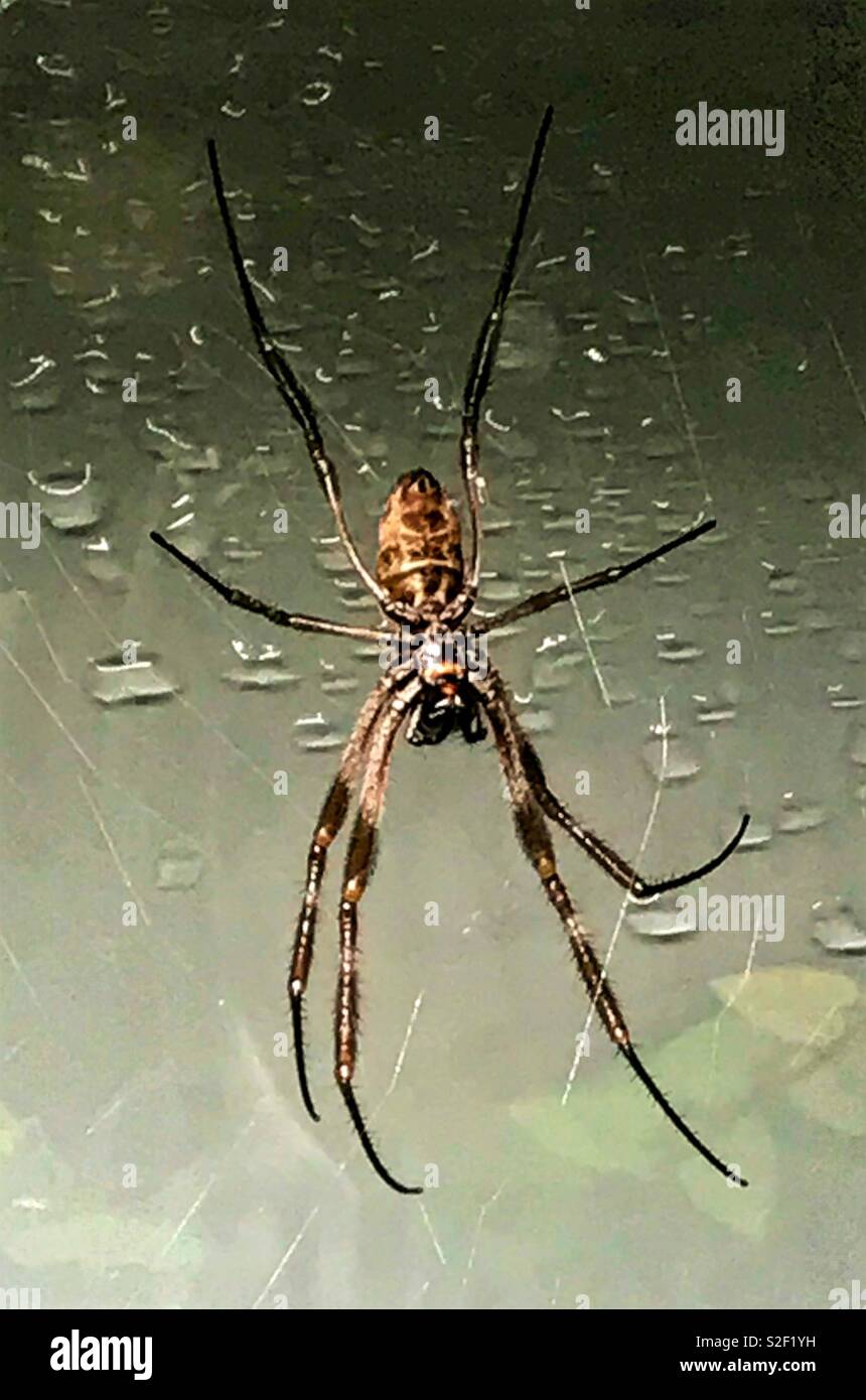 Wincey hi-res stock photography and images - Alamy