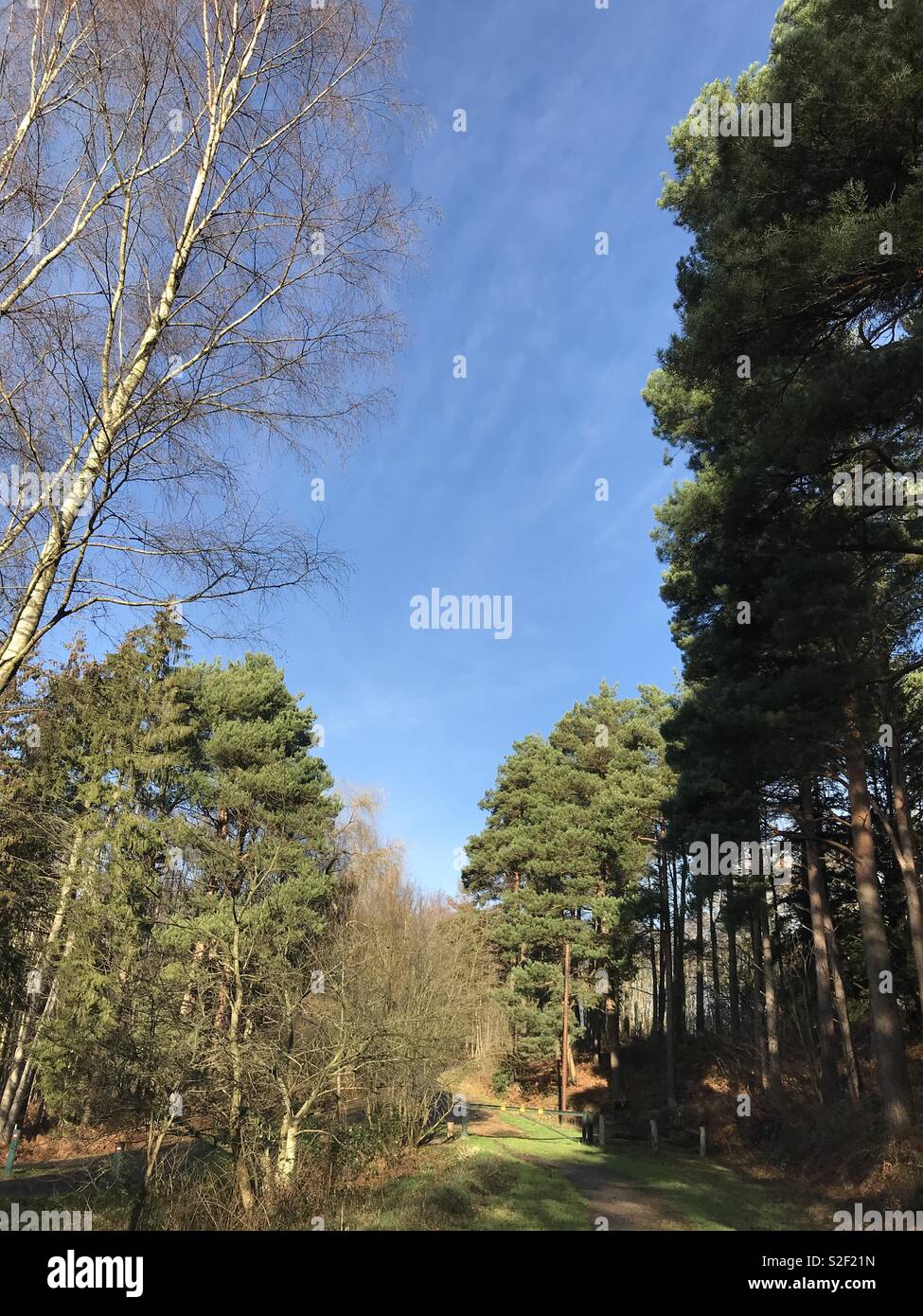 Tall grassy hi-res stock photography and images - Alamy