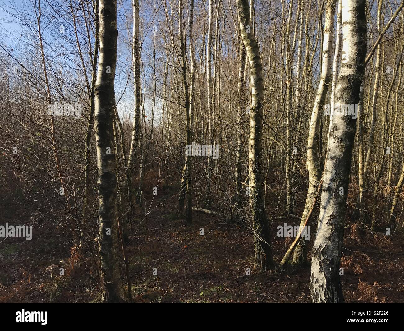 Silver birch tree trunks in autumn sun Stock Photo - Alamy