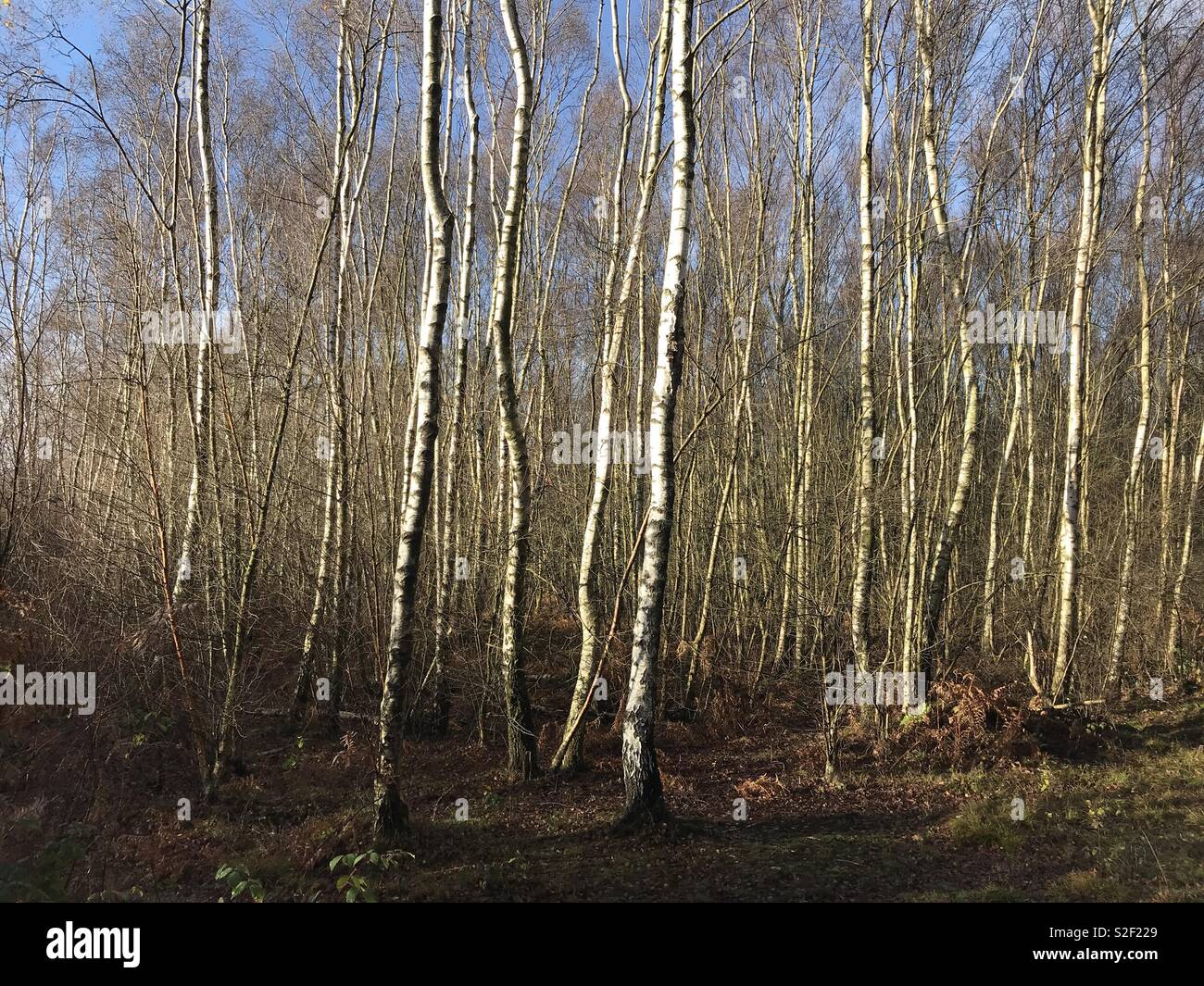Birch Tree Trunks High Resolution Stock Photography and Images - Alamy