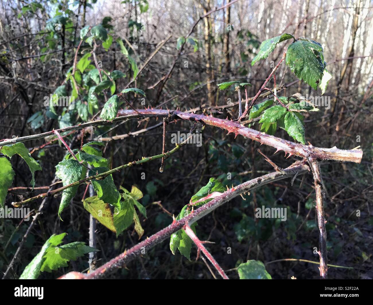 Bramble Twig High Resolution Stock Photography and Images - Alamy