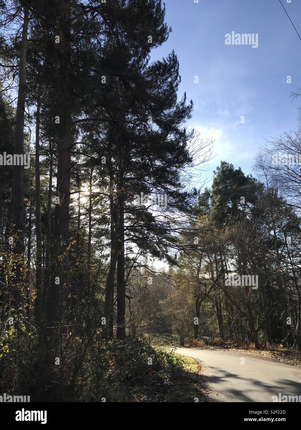 Sunlit path hi-res stock photography and images - Alamy