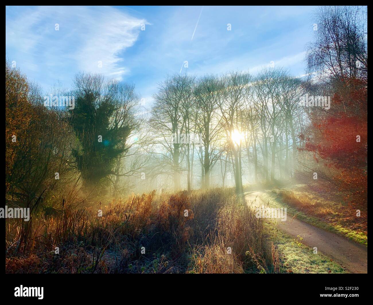 Winter sun through trees Stock Photo - Alamy