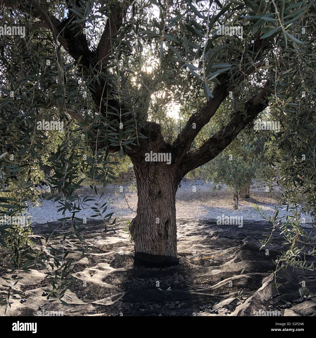 Olive tree sunrise hi-res stock photography and images - Alamy