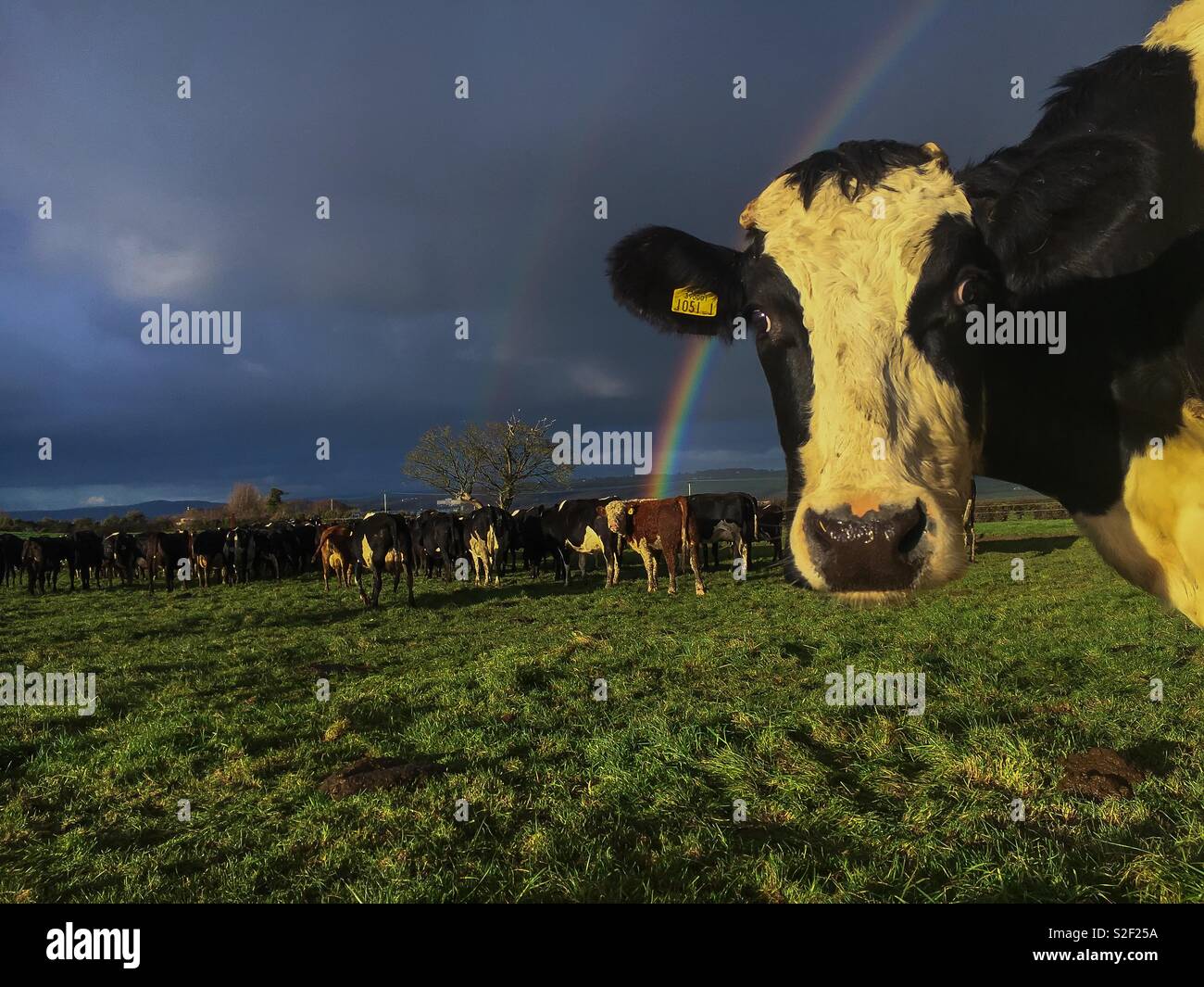 Bringing the cows in before the rain Stock Photo - Alamy