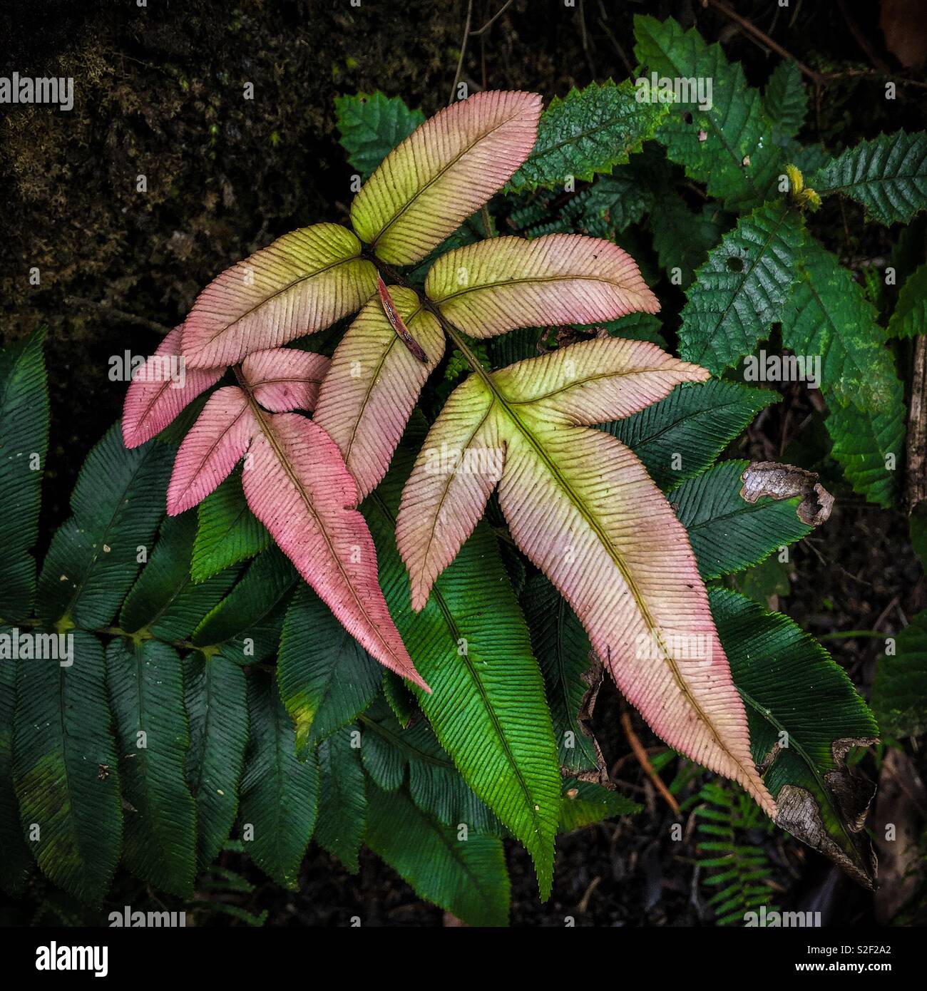 New growth on Hard Water Fern (Blechnum wattsii) in spring, Blue ...