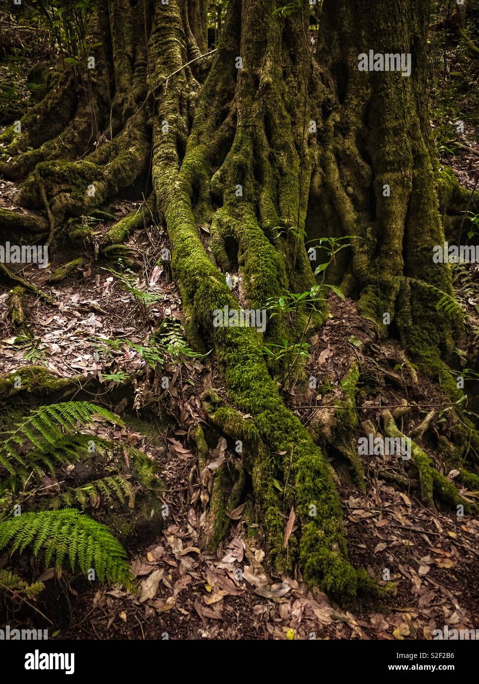 The buttressed roots of rainforest trees, Federal Pass, Blue Mountains ...