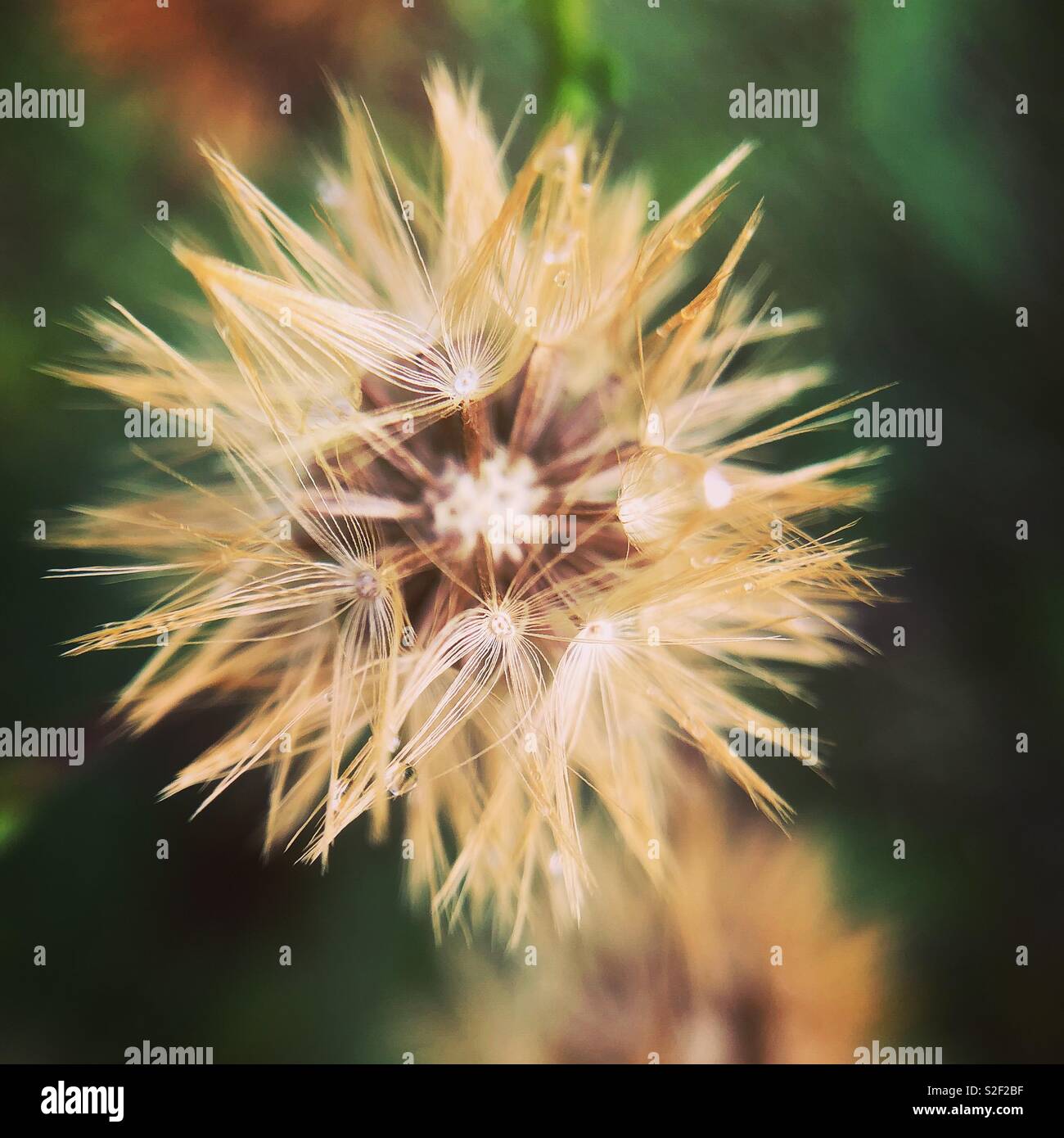 Pennsylvania wildflower hi-res stock photography and images - Alamy
