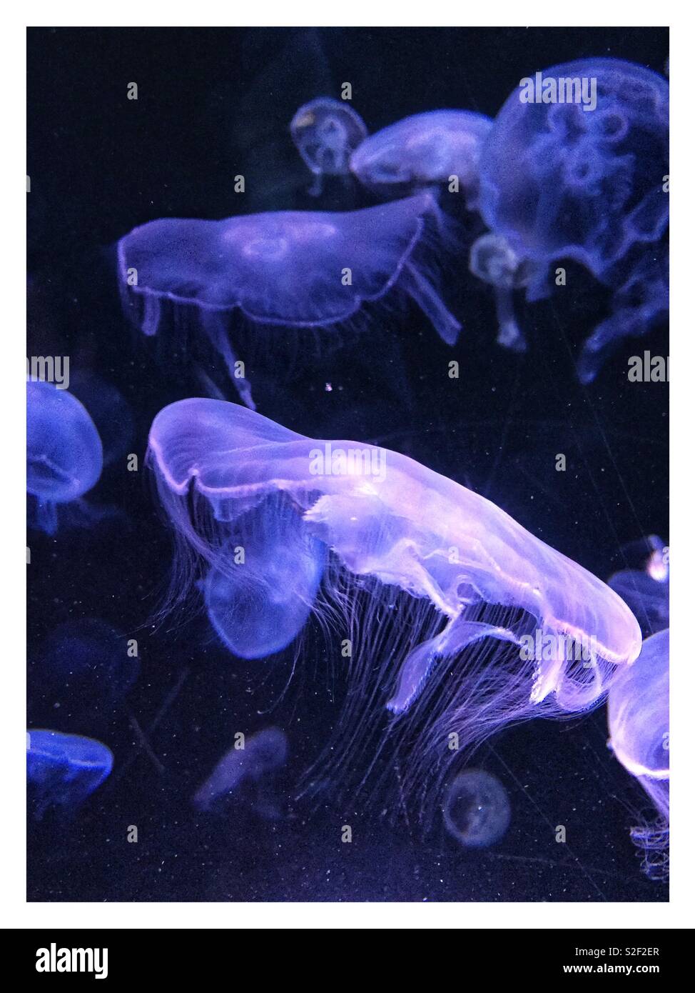 Light jellyfish hi-res stock photography and images - Alamy