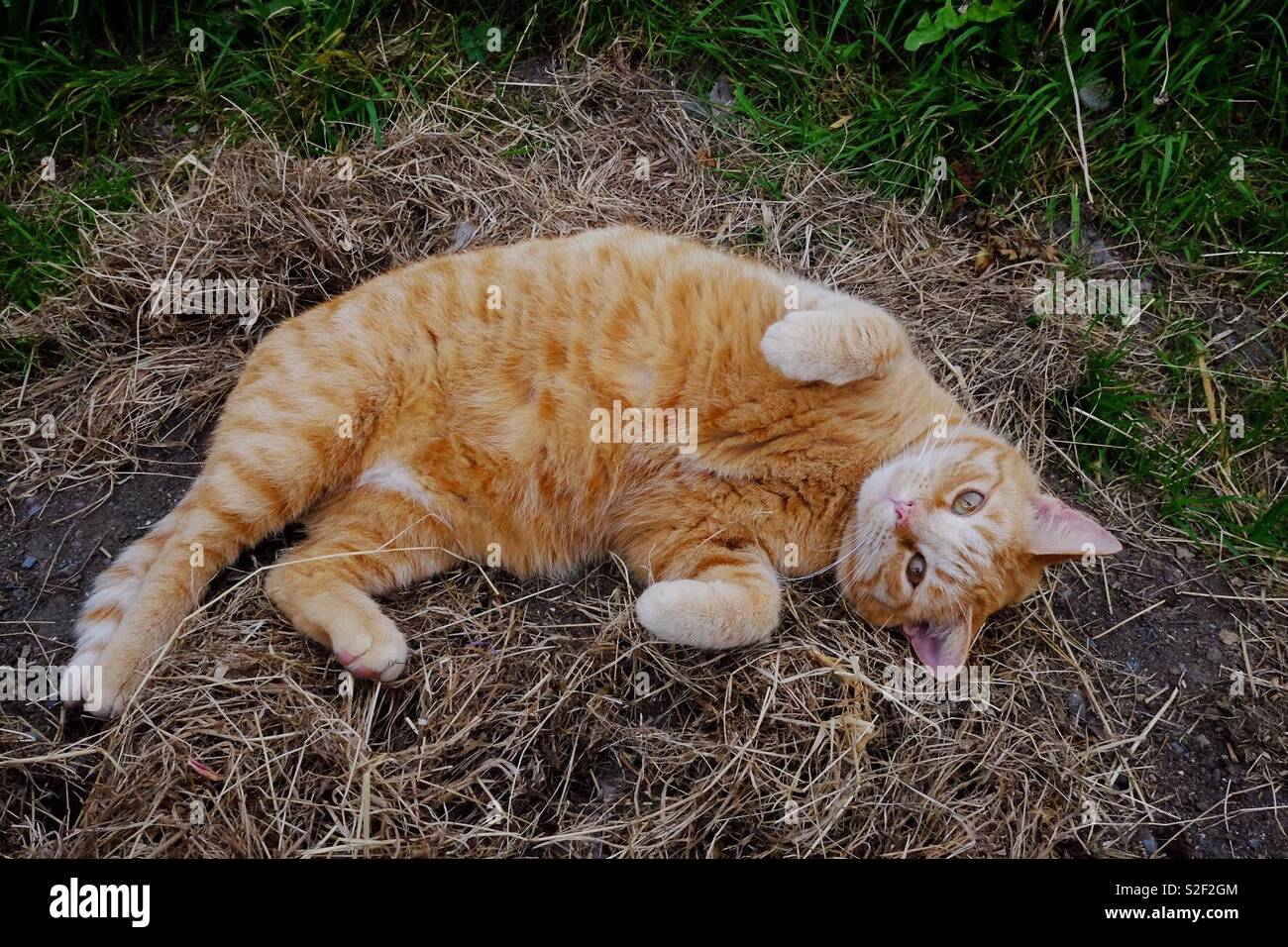 Ginger cat hi-res stock photography and images - Alamy