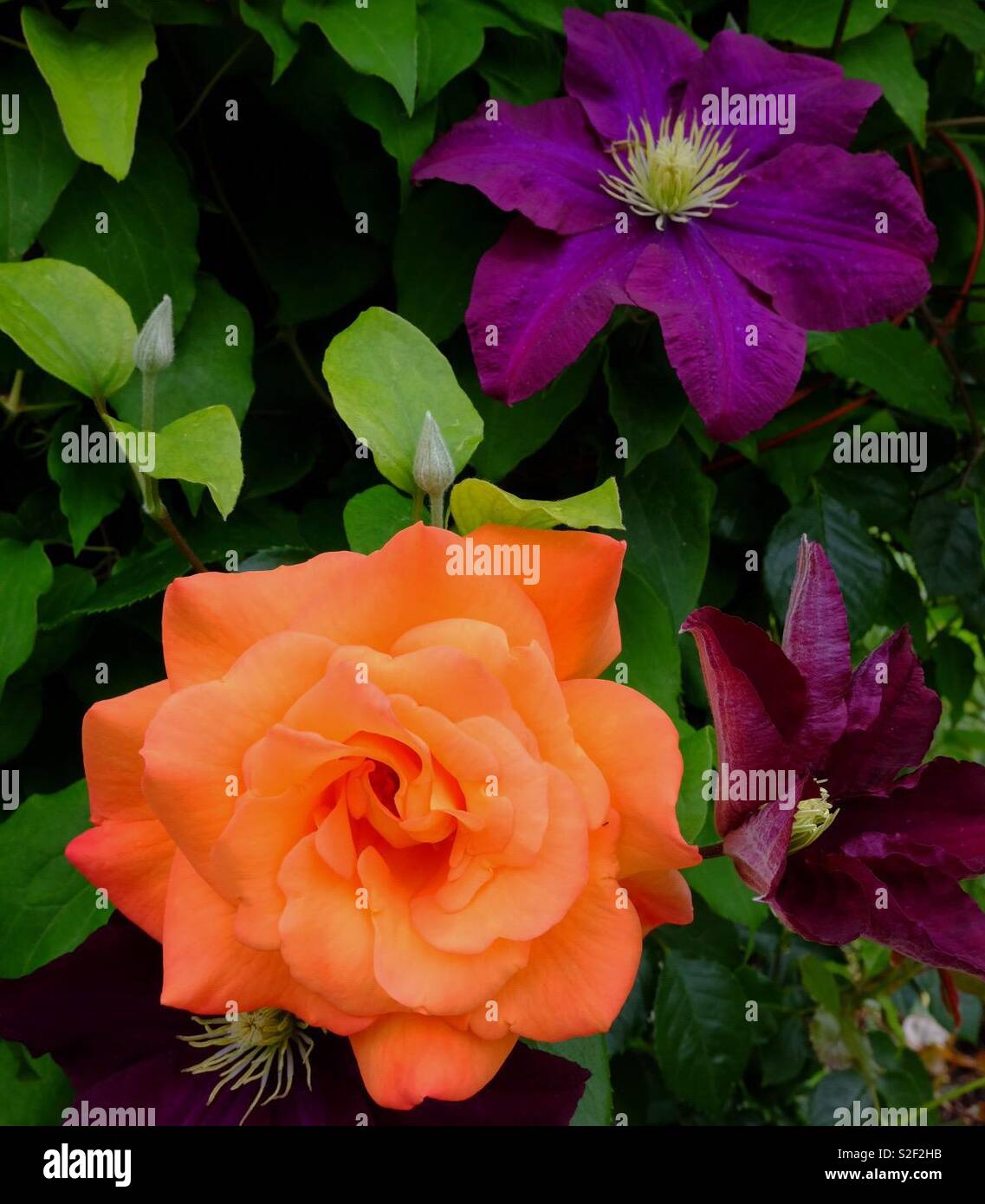 Colorado orange colour hi-res stock photography and images - Alamy