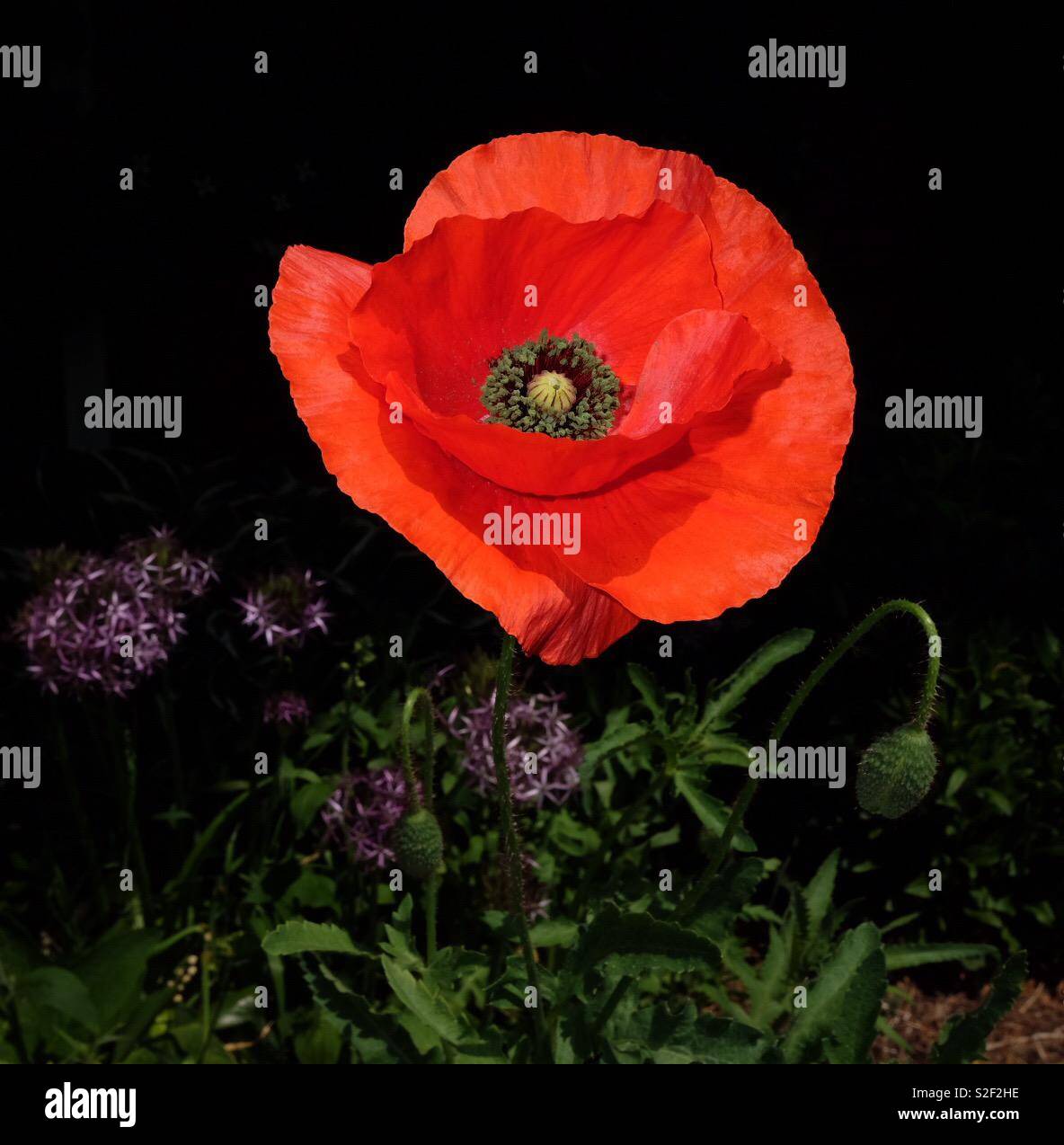 Poppy and shadow hi-res stock photography and images - Alamy