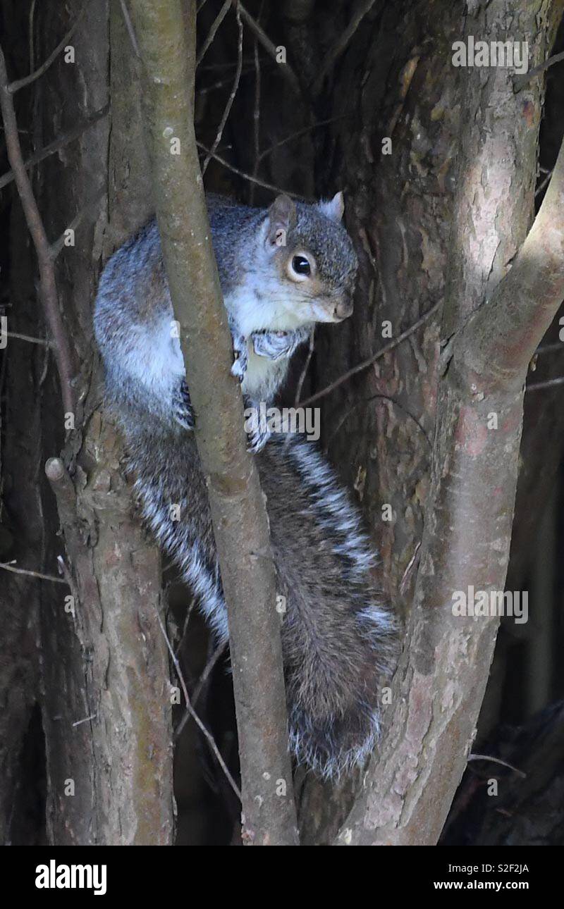 Squirrel in the Tree 1 Stock Photo - Alamy
