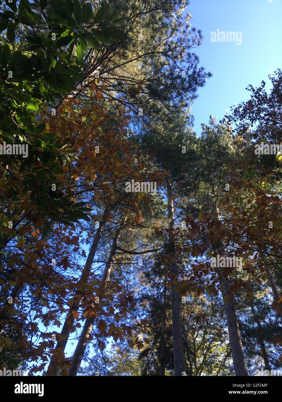 September trees hi-res stock photography and images - Alamy