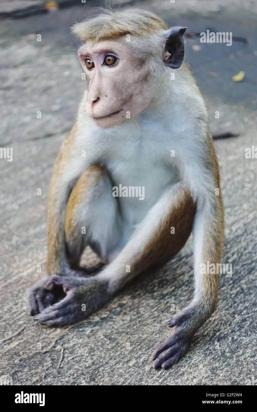 Single monkey hi-res stock photography and images - Alamy