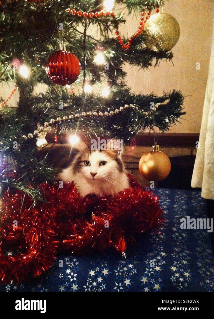Cat looking innocent under the doomed Christmas tree Stock Photo - Alamy