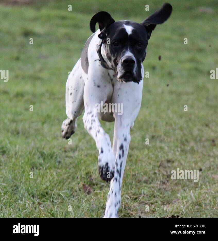 English pointer hi-res stock photography and images - Alamy