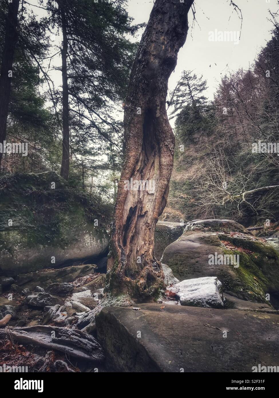 Old hollow tree Stock Photo - Alamy