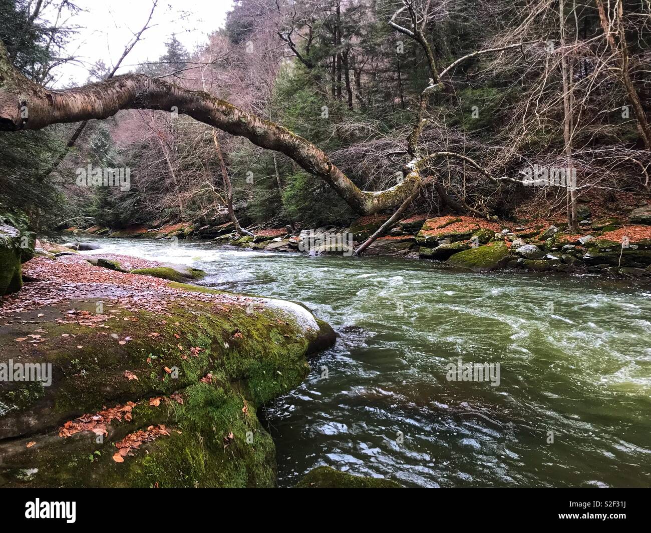 Tree limb re hi-res stock photography and images - Alamy