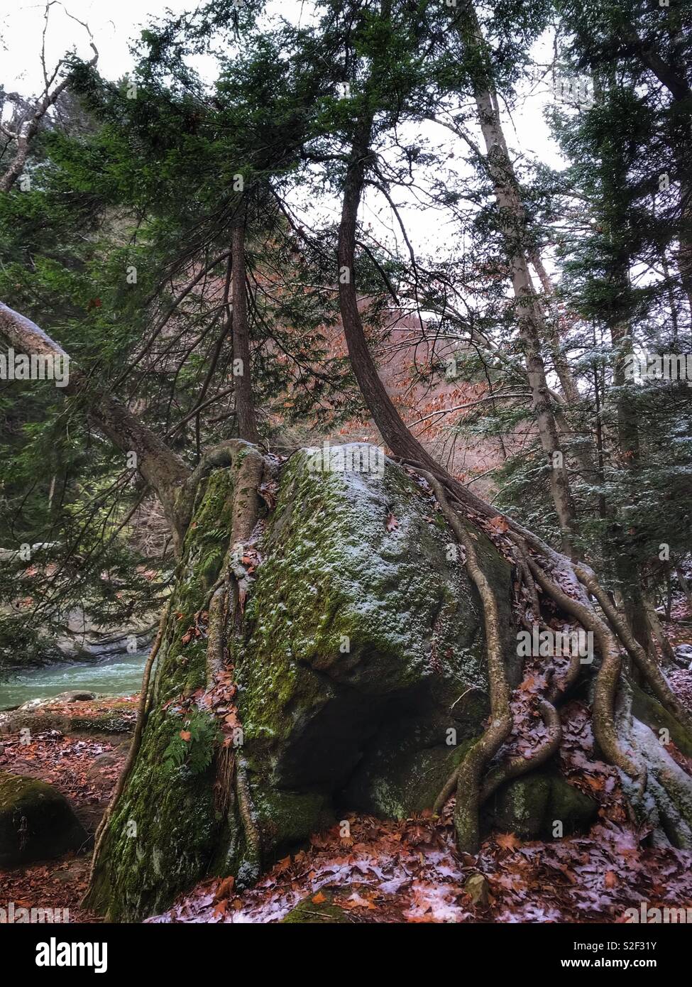 Trees growing over rock Stock Photo - Alamy