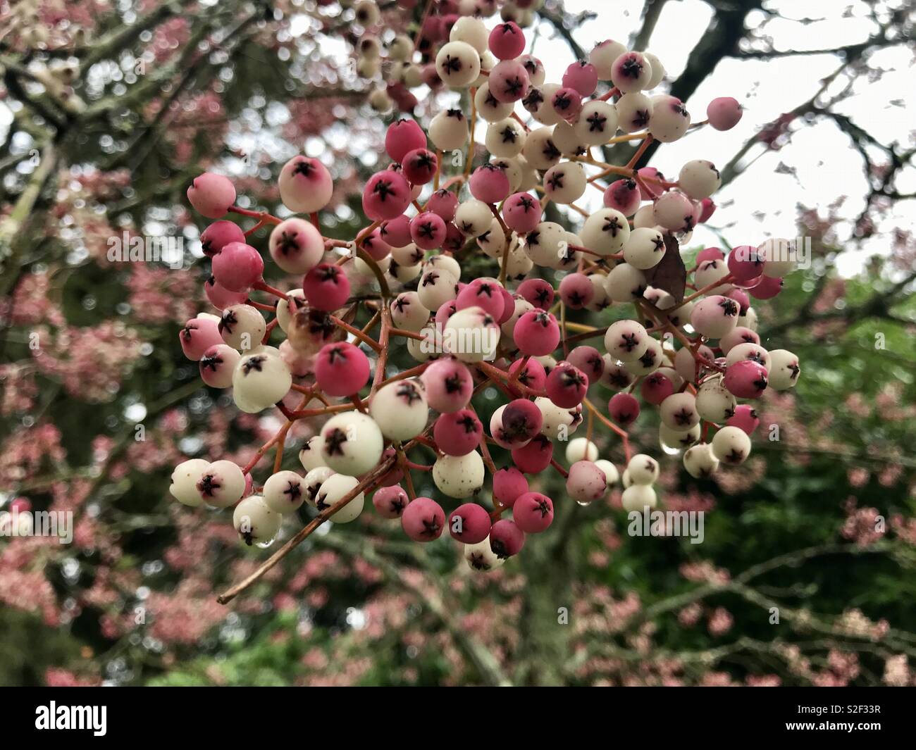 White and pink berries hi-res stock photography and images - Alamy