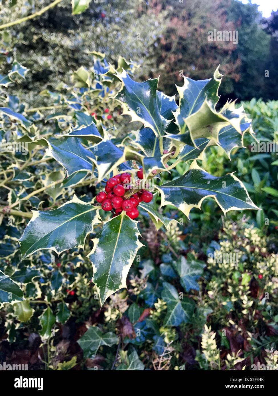 Variegated holly with red berries Stock Photo - Alamy