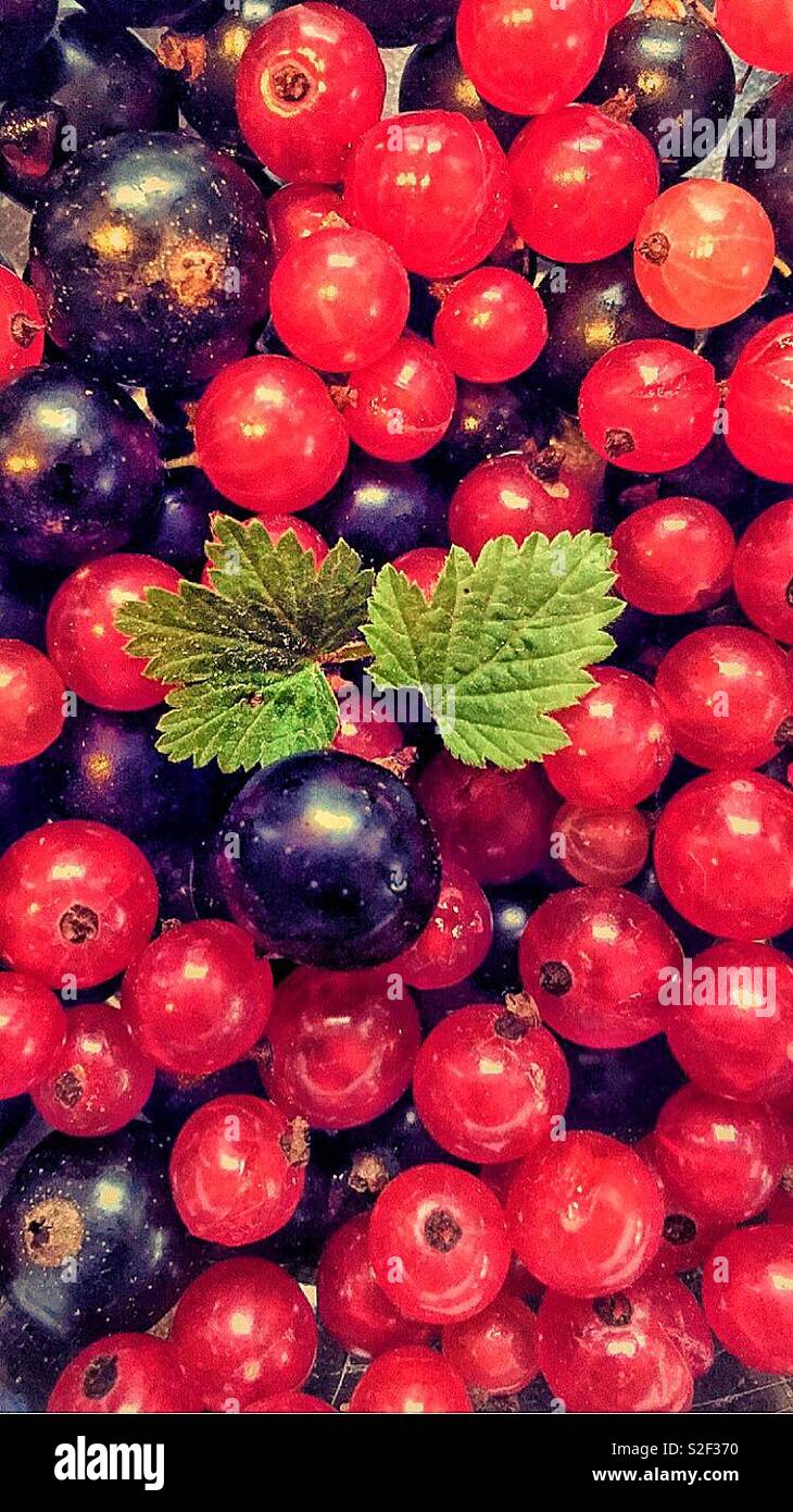 Swedish Berries High Resolution Stock Photography and Images - Alamy