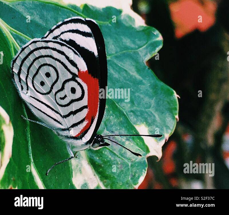 88 Butterfly High Resolution Stock Photography and Images - Alamy