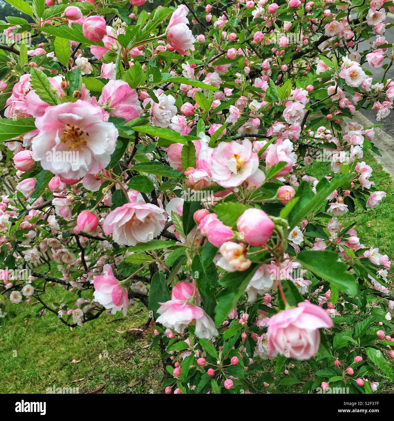 Spring blossom in Leura, Blue Mountains, NSW, Australia Stock Photo - Alamy