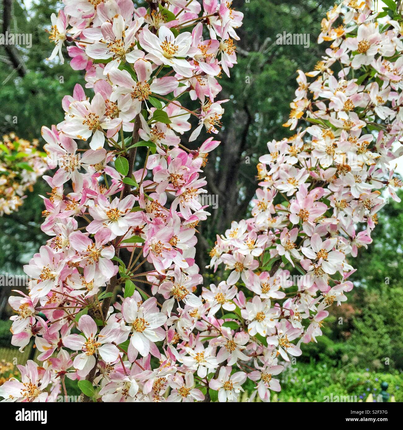 Spring blossom in Leura, Blue Mountains, NSW, Australia Stock Photo - Alamy