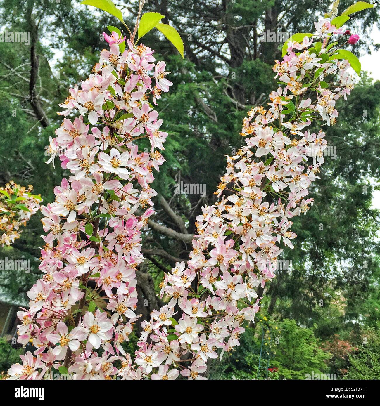 Spring blossom in Leura, Blue Mountains, NSW, Australia Stock Photo - Alamy