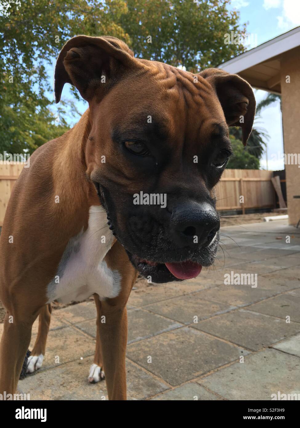 Boxer smiling like a goof Stock Photo - Alamy