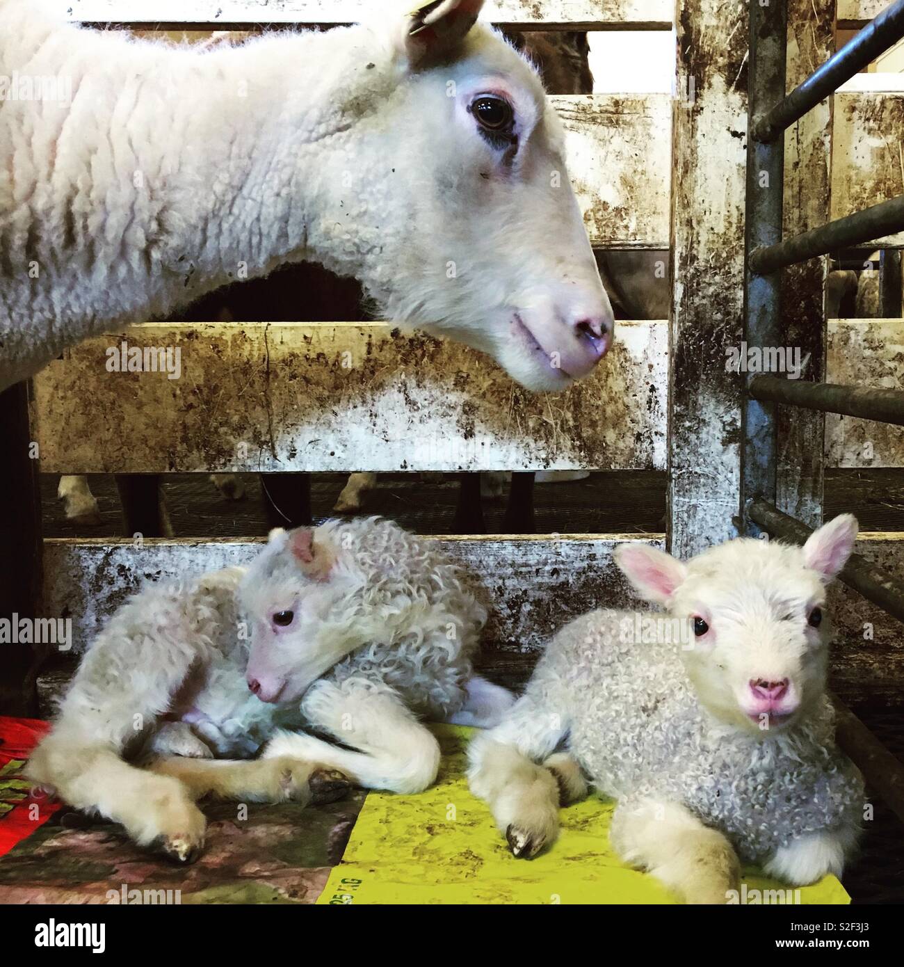 Sheep house hi-res stock photography and images - Alamy