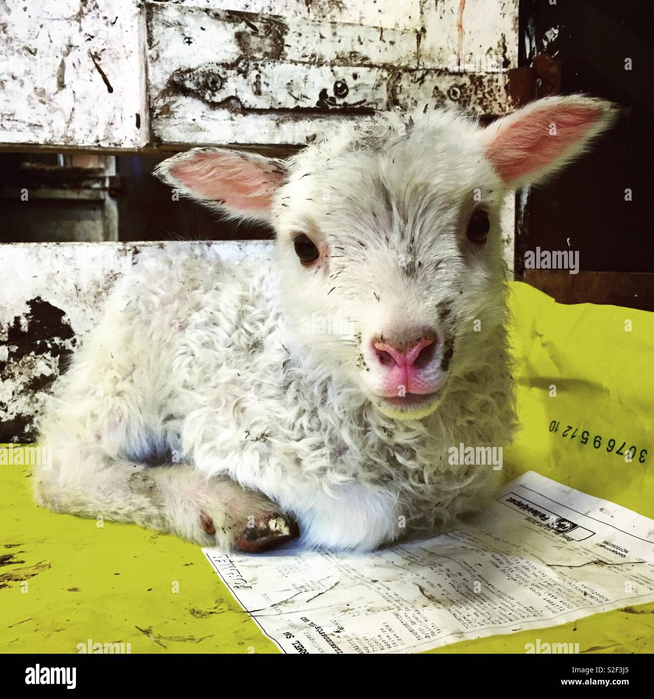 Lamb relaxing in barn Stock Photo - Alamy