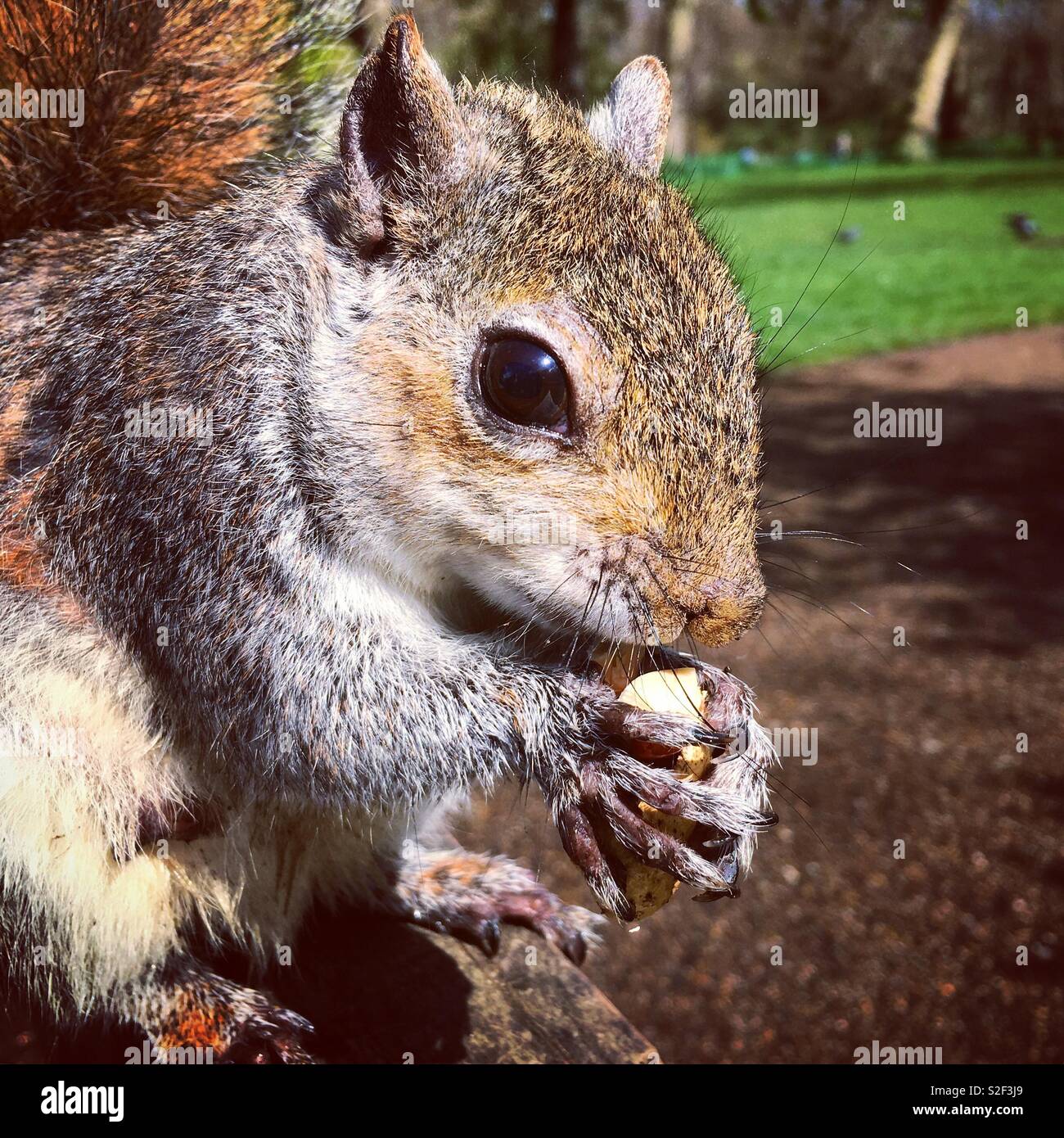 Squirrel eating peanut hi-res stock photography and images - Alamy
