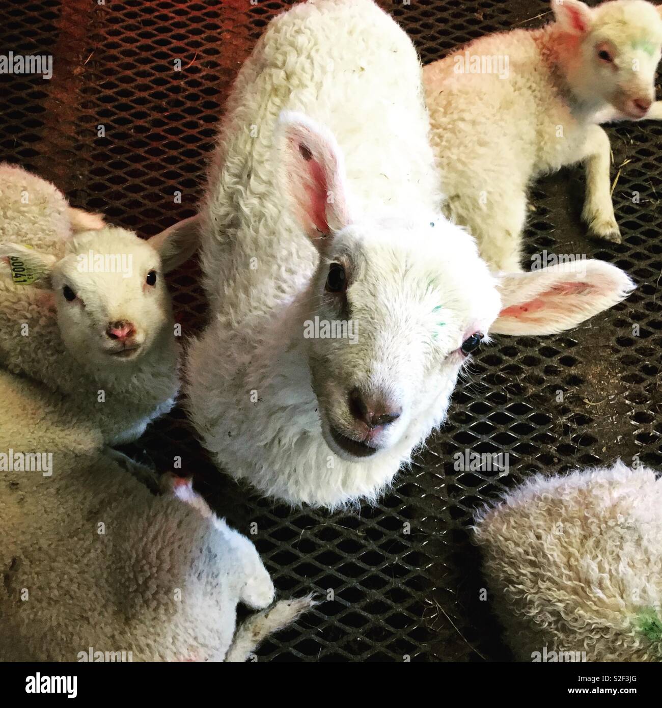 Lambs in a barn Stock Photo - Alamy