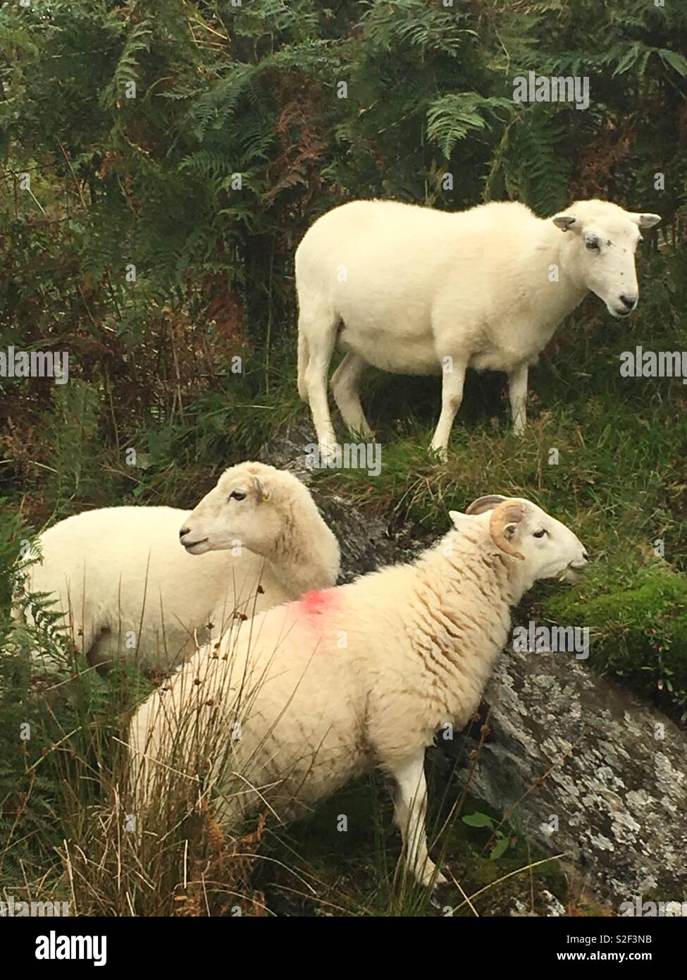 Sheep in Welsh countryside Stock Photo - Alamy