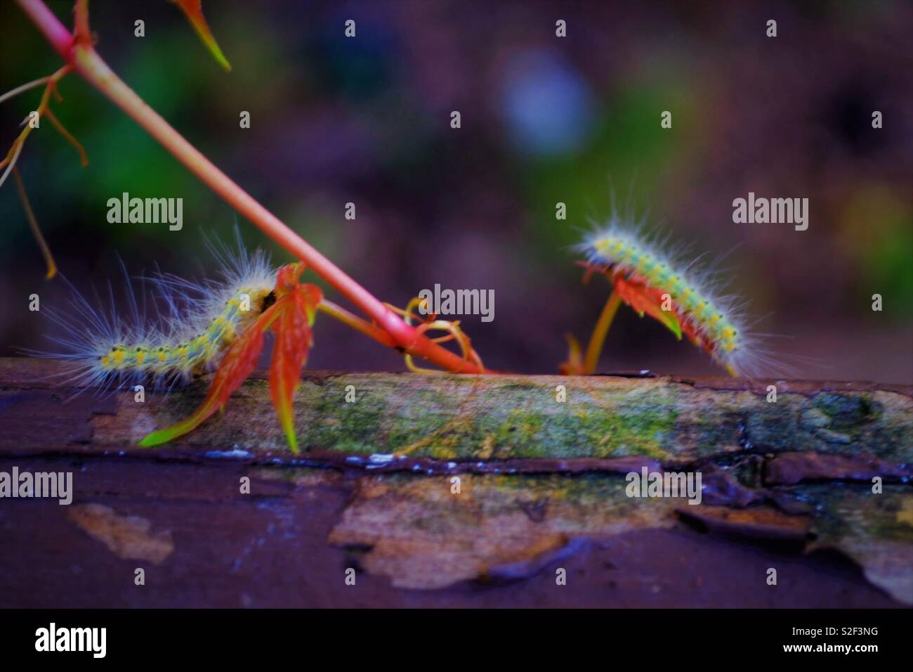 Fuzzy worms hi-res stock photography and images - Alamy