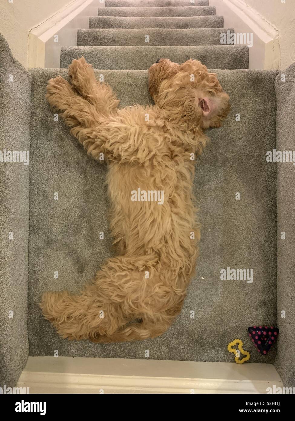 Sleeping cockapoo dog hi-res stock photography and images - Alamy