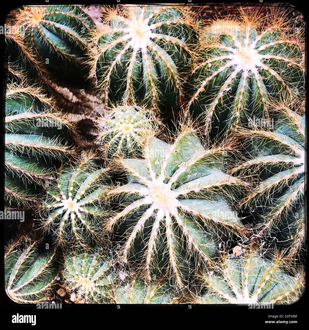 Cacti group hi-res stock photography and images - Alamy