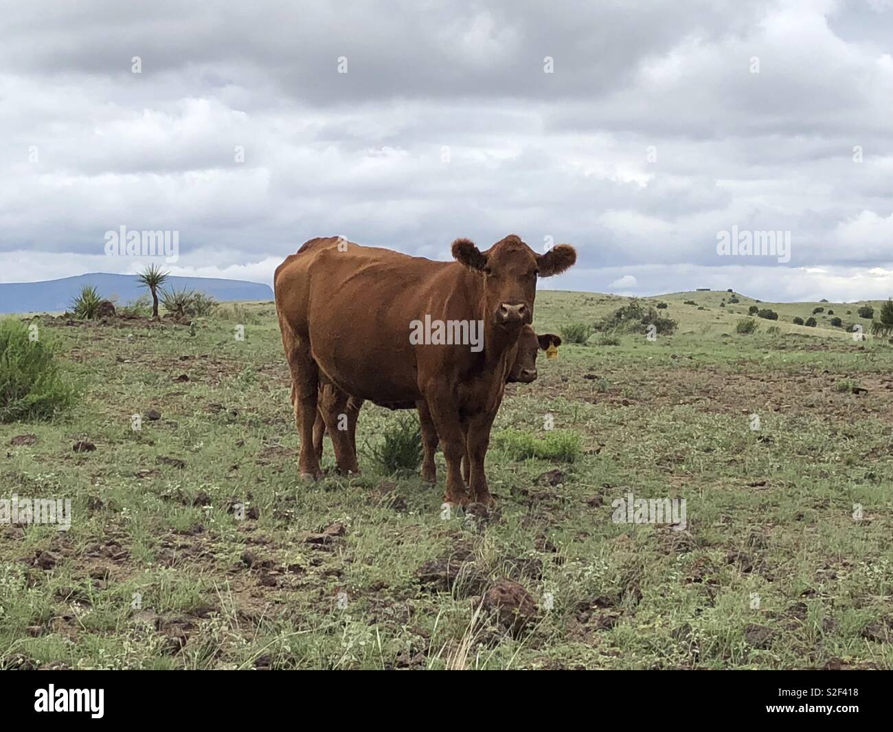 Cow with baby Stock Photo - Alamy