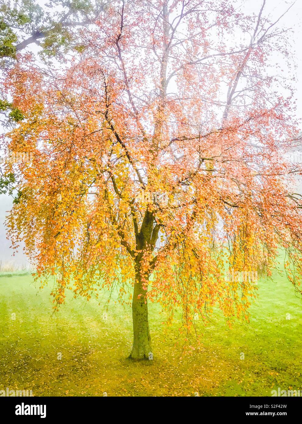 Beautiful Fall Colours Stock Photo - Alamy