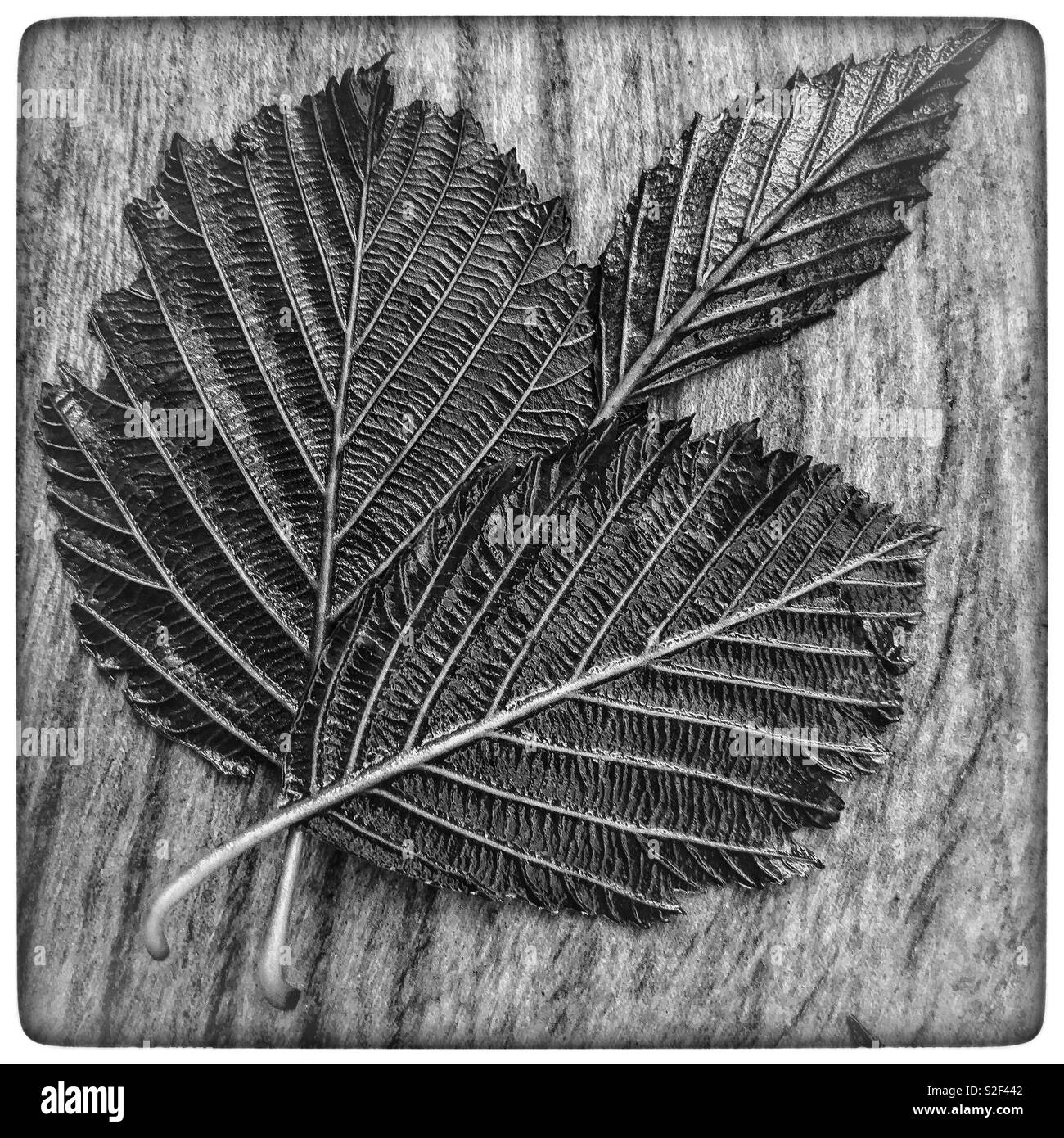 Beautiful lines hi-res stock photography and images - Alamy