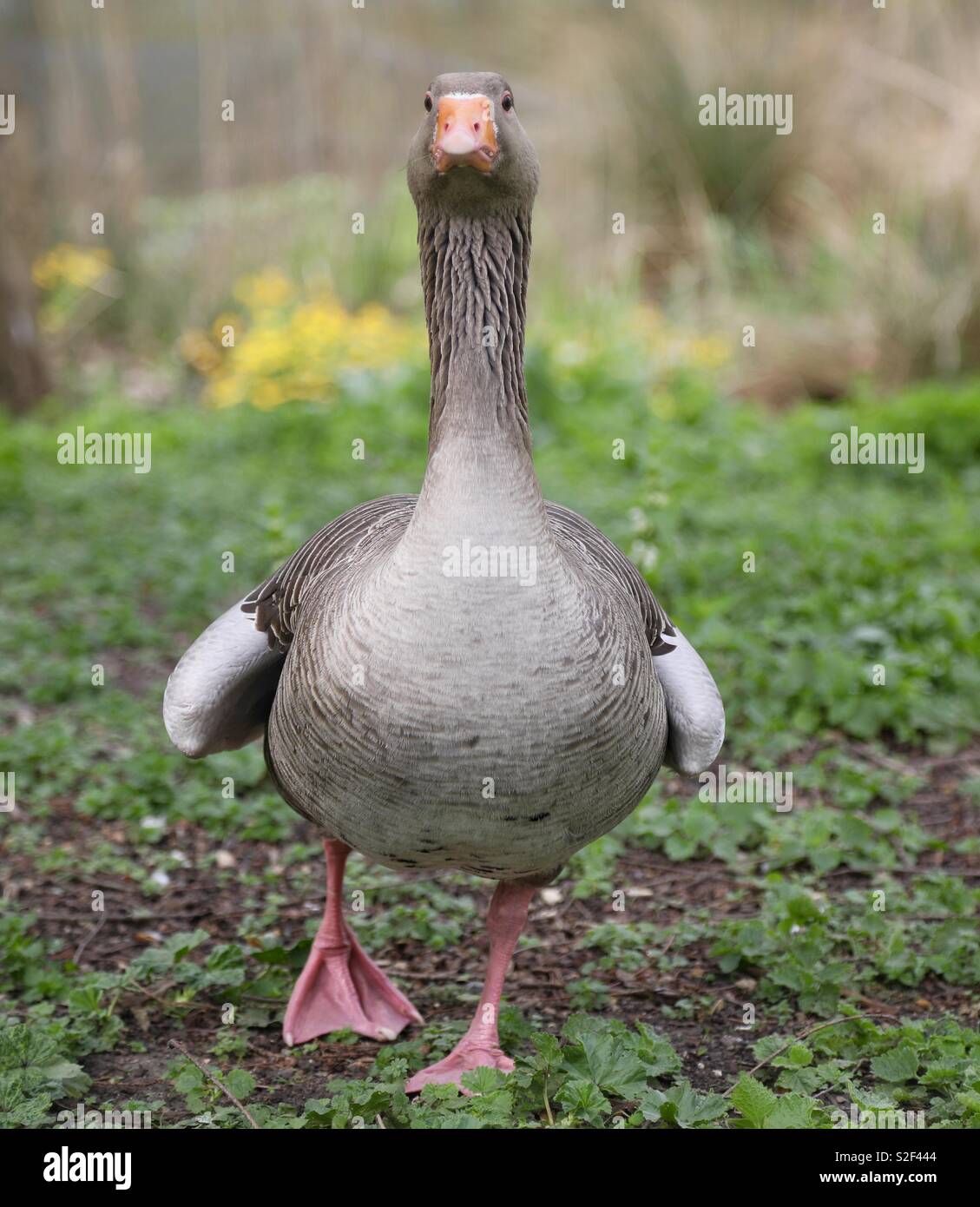 Mother goose children hi-res stock photography and images - Alamy