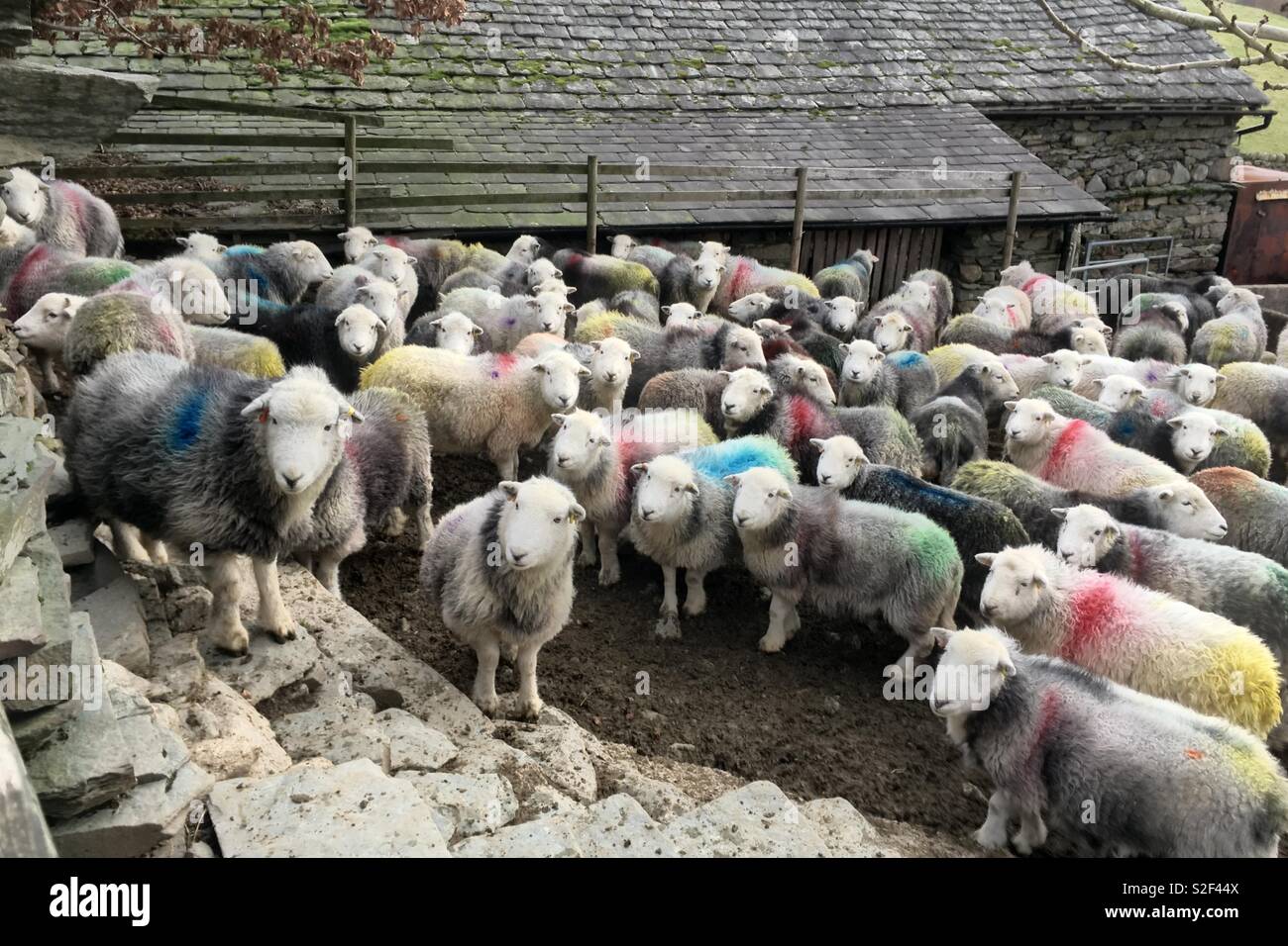 Sheep in Colour Stock Photo - Alamy