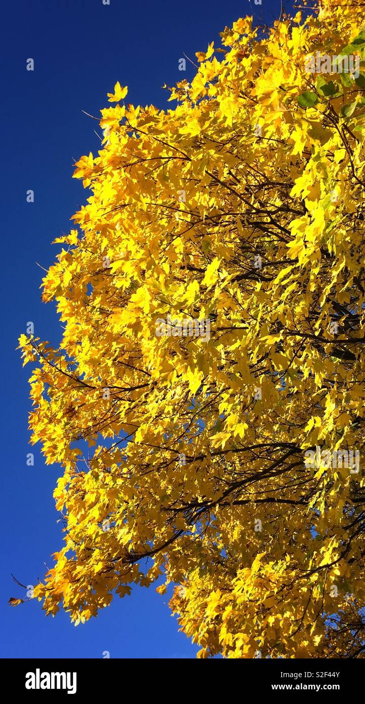 Golden Leaves Blue Sky Stock Photo - Alamy