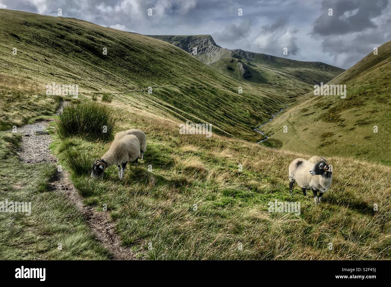 Lakeland sheep hi-res stock photography and images - Alamy