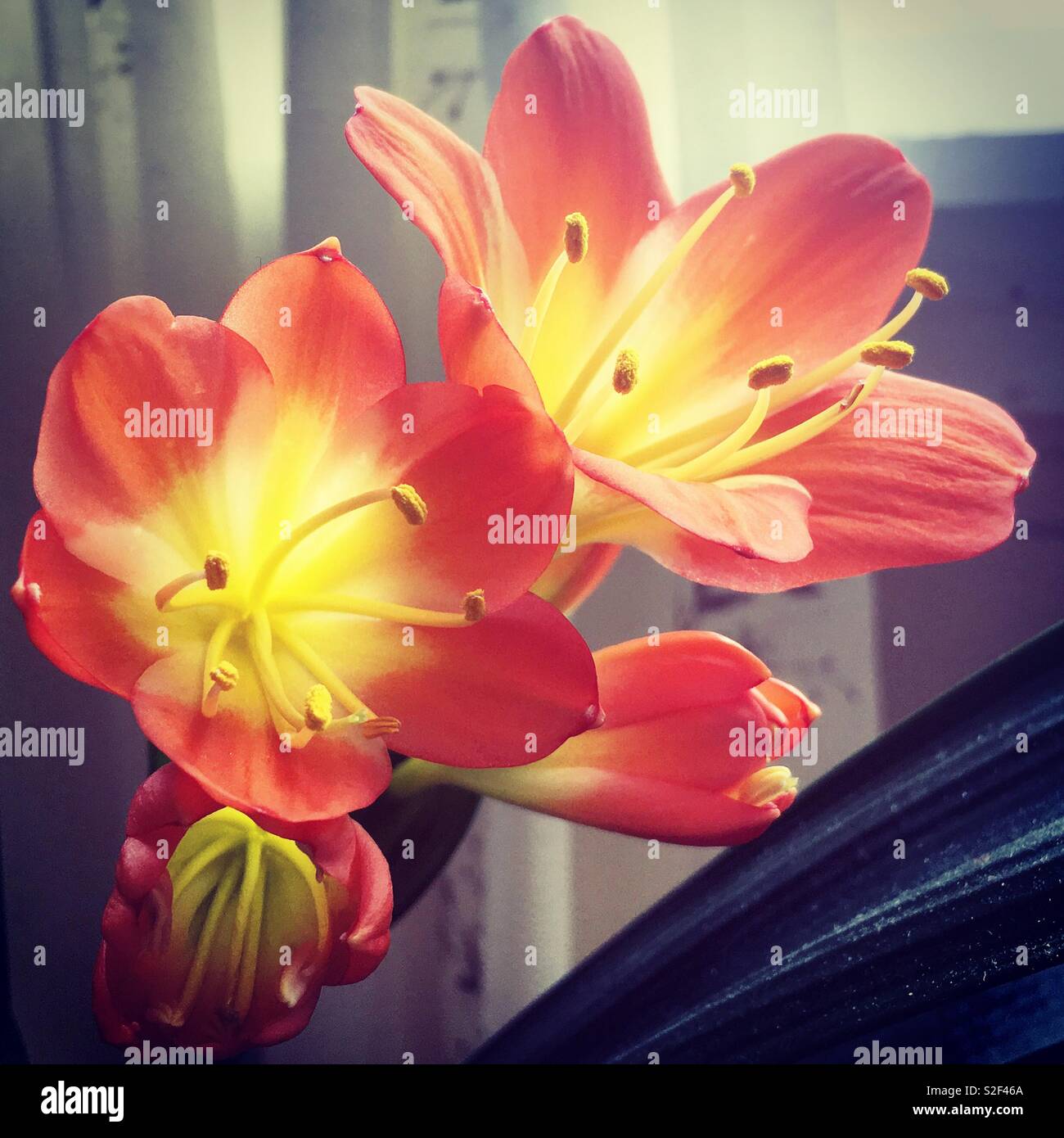 Orange and yellow flowers Stock Photo - Alamy